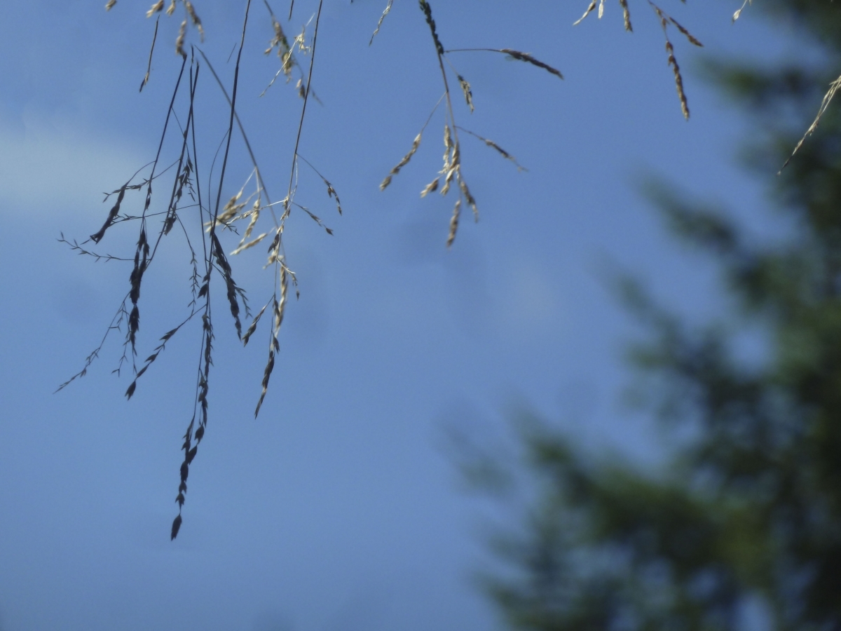 Nature-Drooping Grass-Festival by the Bay-2012 @ Karen Pratt Photography